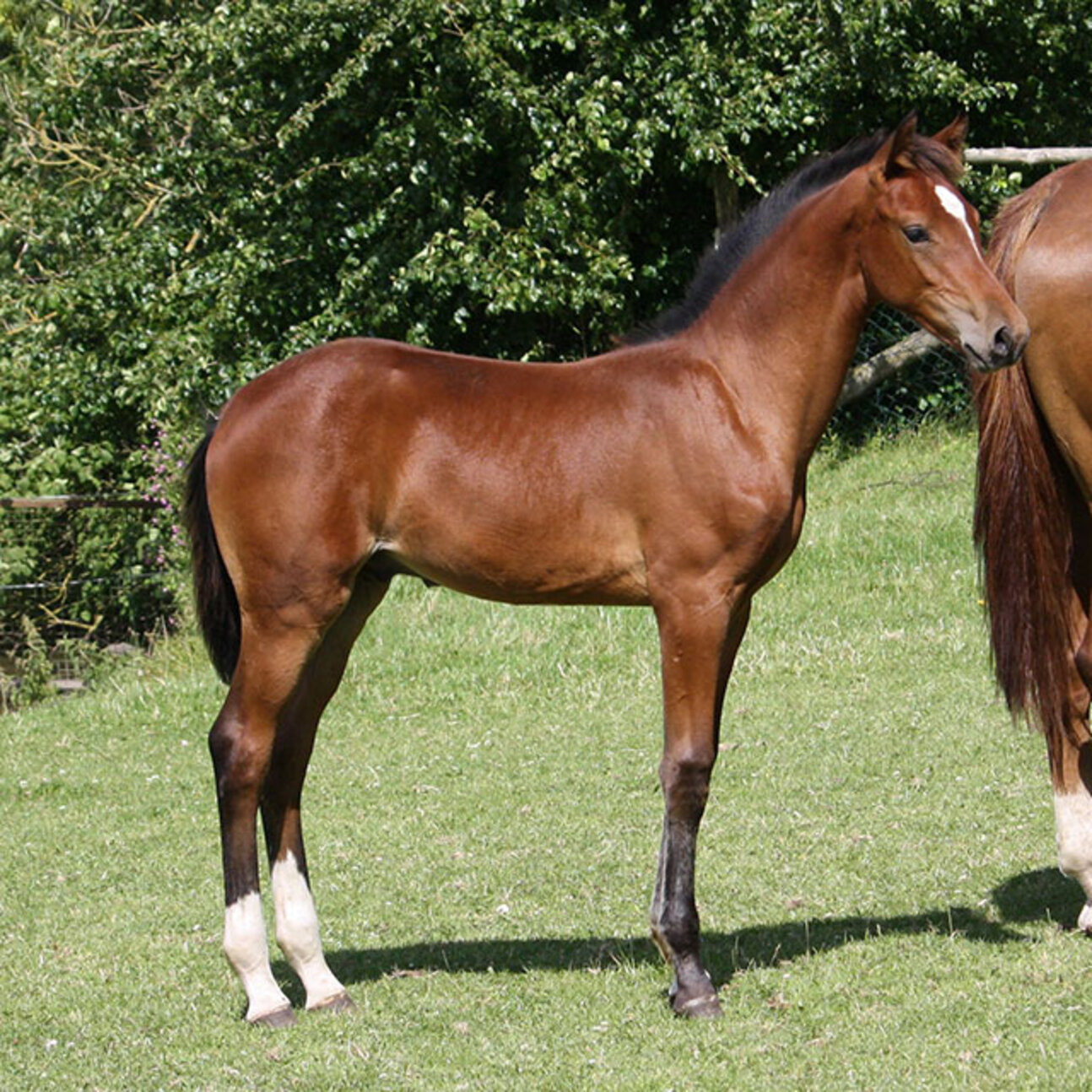 Lord Cassini - Willkommen auf der Hengststation Sosath | Hof Sosath