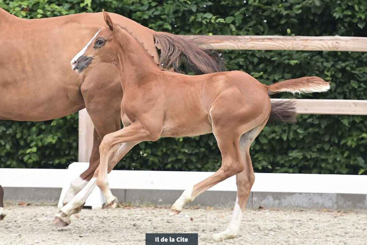 Offspring at Oldenburg auction - Willkommen auf der Hengststation ...
