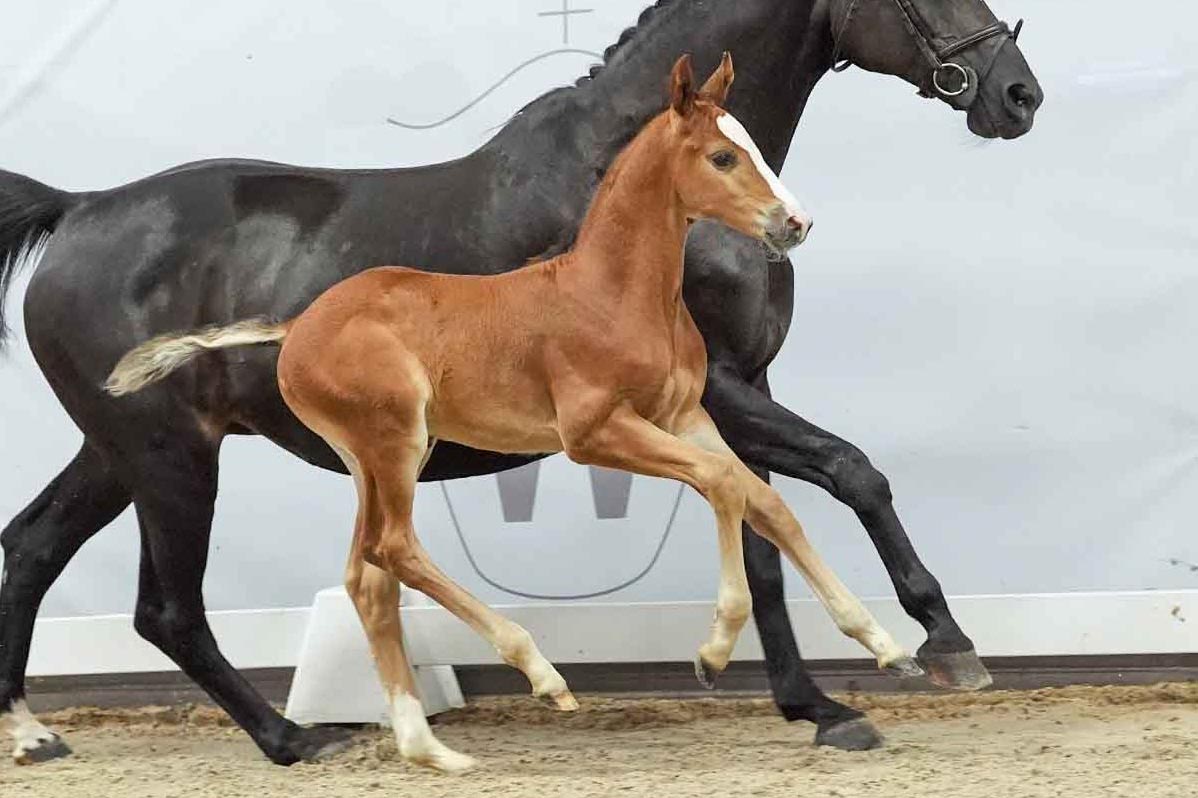 Ermitage Kalone, Ogano, Vivaldos und Neverland stellen Kandidaten auf ...