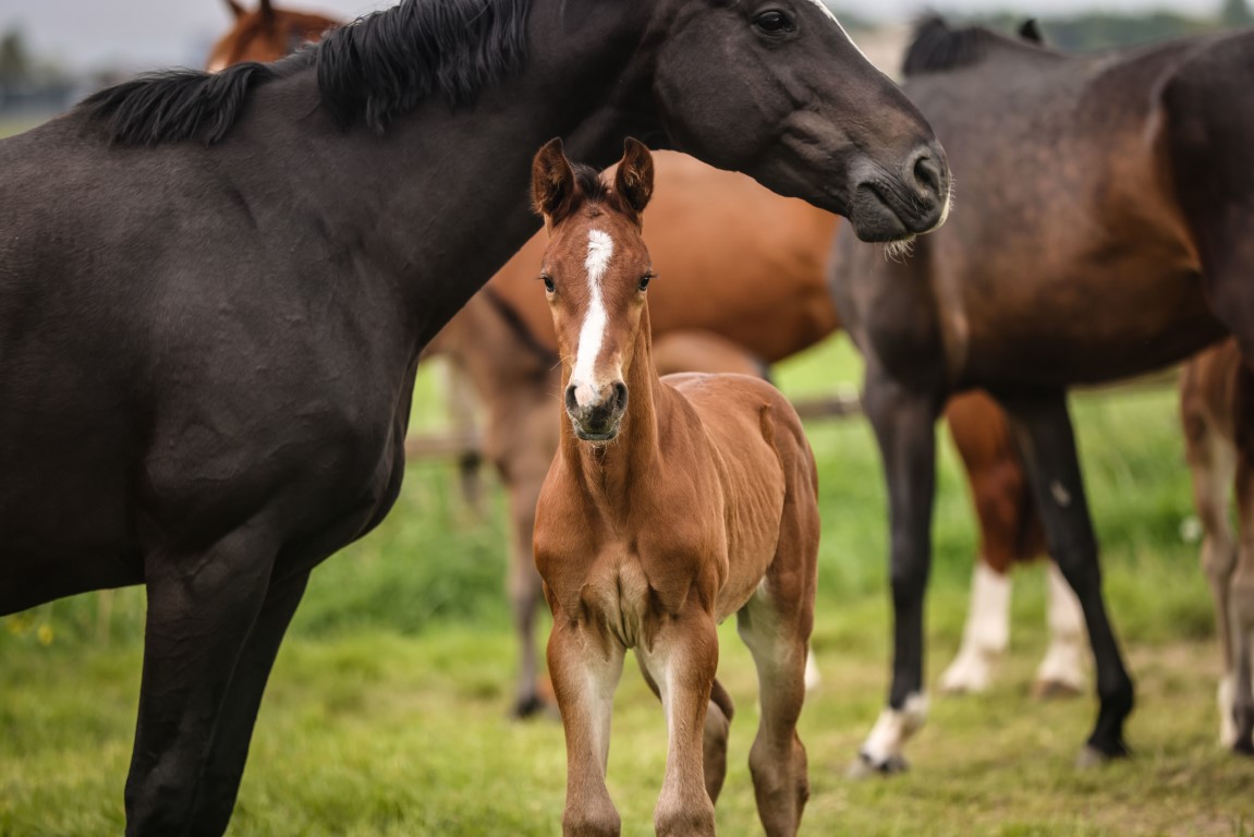 Fohlenweide 2024 - Willkommen auf der Hengststation Sosath | Hof Sosath