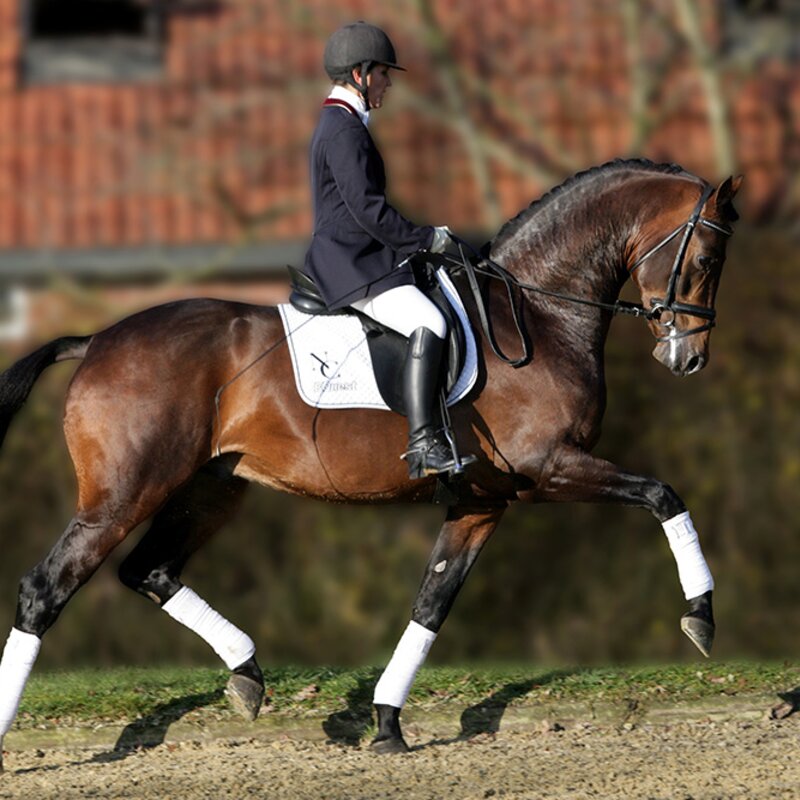 Ampère - Willkommen auf der Hengststation Sosath | Hof Sosath