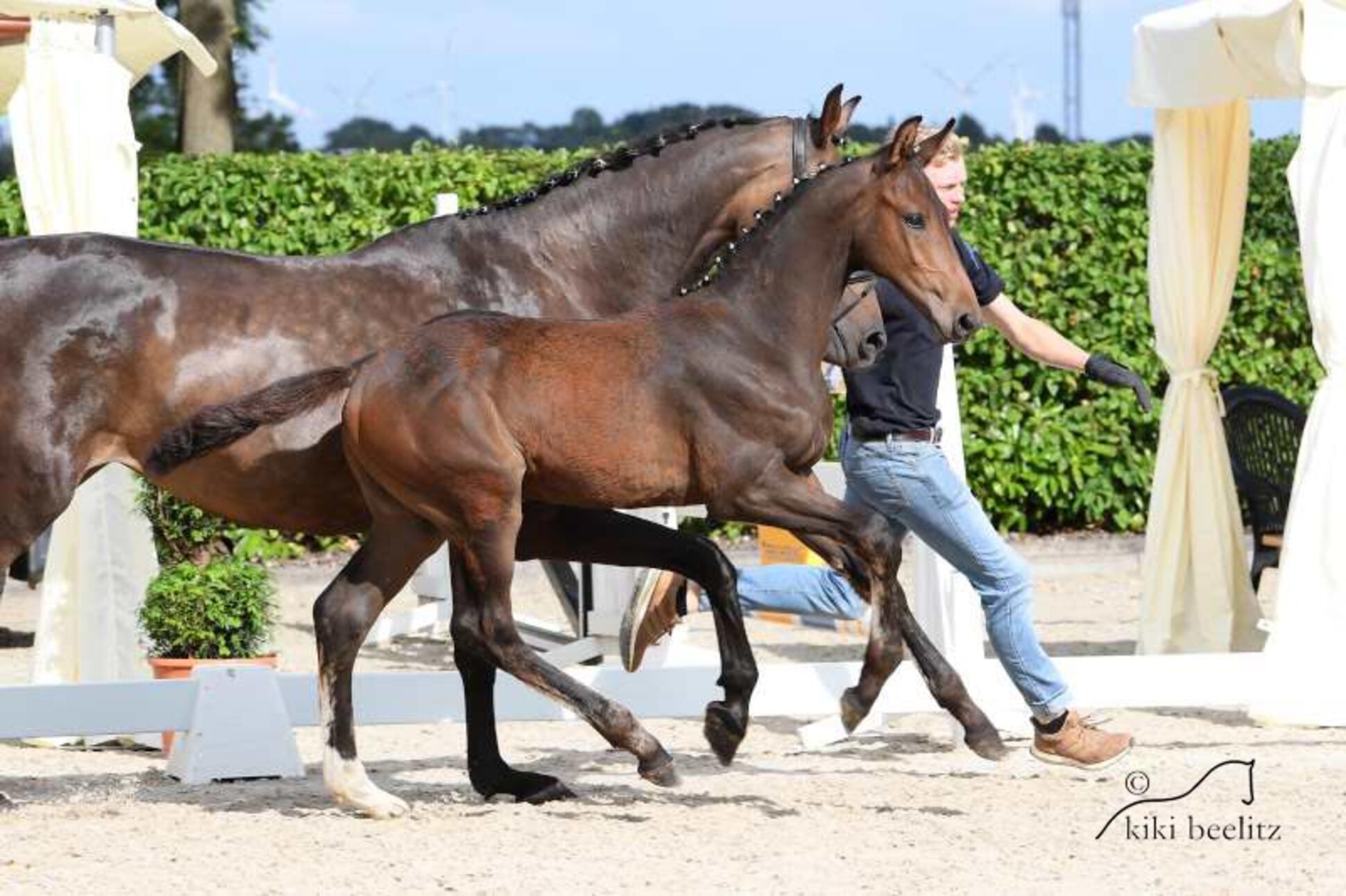 Comme Prévu - Willkommen auf der Hengststation Sosath | Hof Sosath