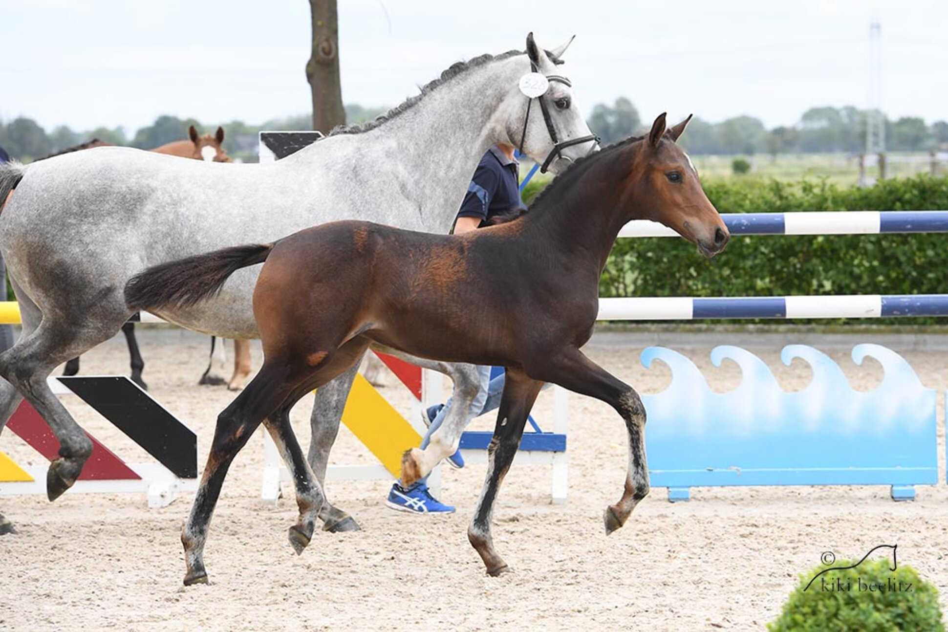 Comme Prévu - Willkommen auf der Hengststation Sosath | Hof Sosath