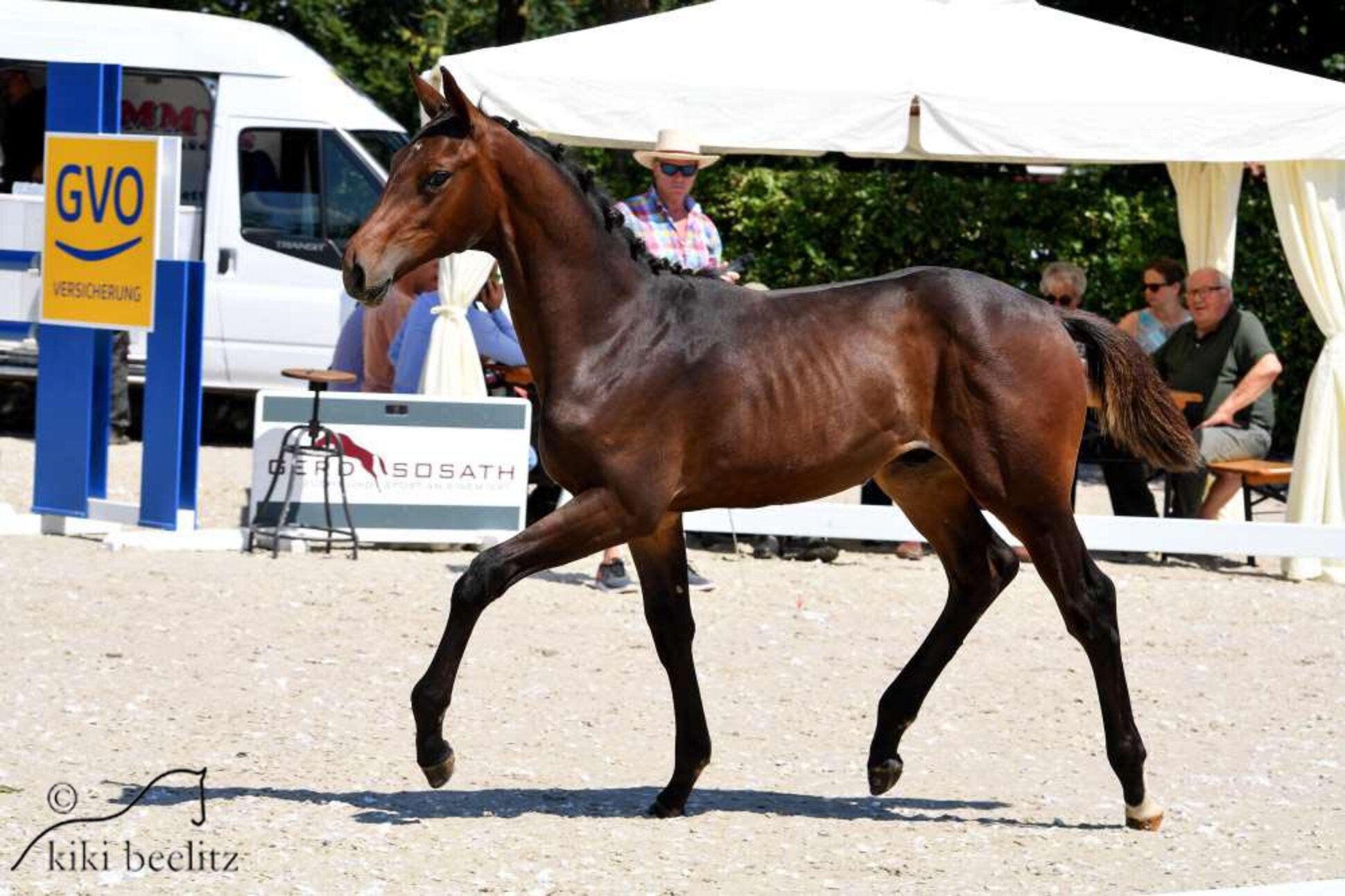 Comme Prévu - Willkommen auf der Hengststation Sosath | Hof Sosath