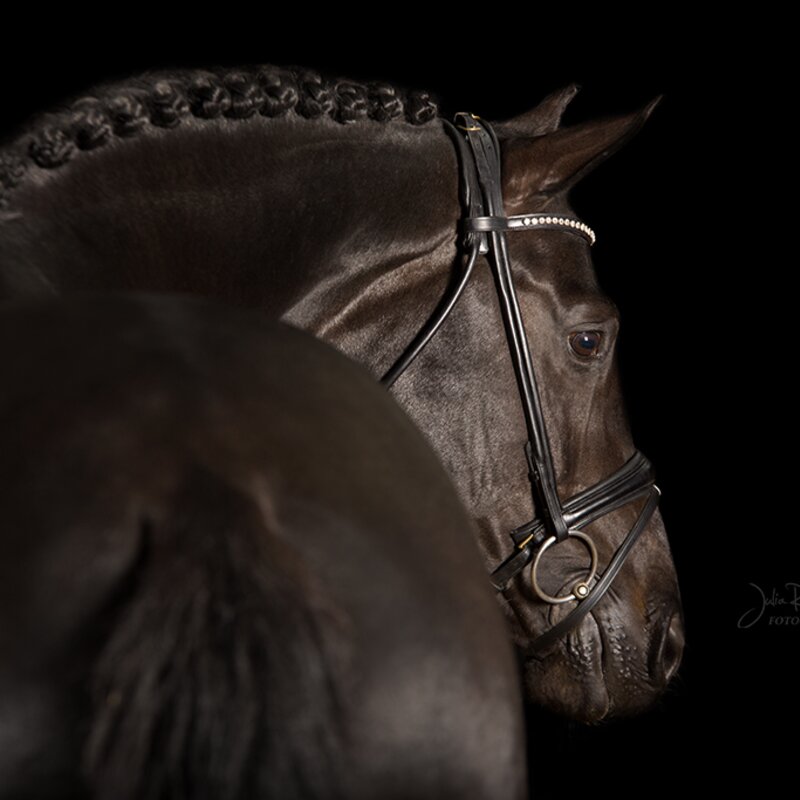 Comme Prévu - Willkommen auf der Hengststation Sosath | Hof Sosath