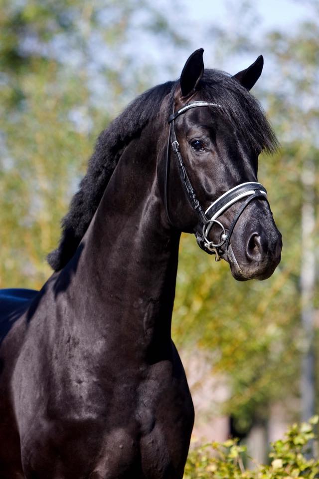 Glock's Dream Boy - Willkommen auf der Hengststation Sosath | Hof Sosath