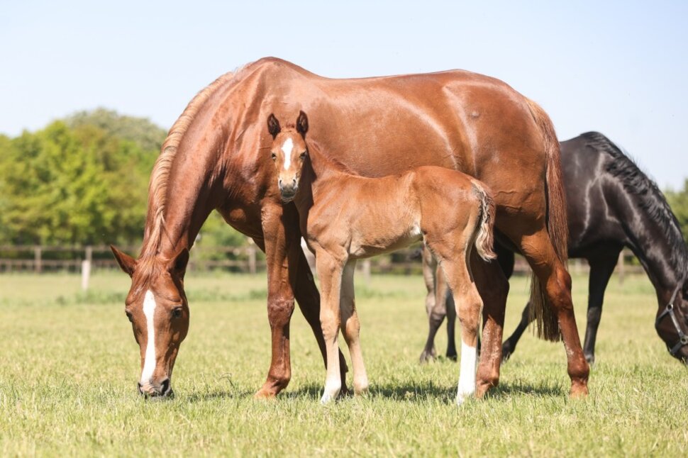Easy Jet - Willkommen auf der Hengststation Sosath | Hof Sosath