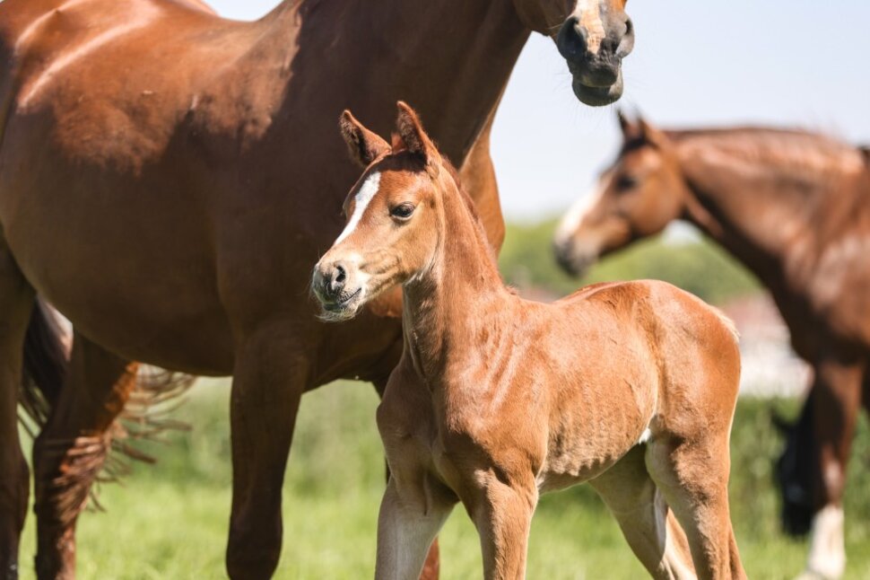 Easy Jet - Willkommen auf der Hengststation Sosath | Hof Sosath