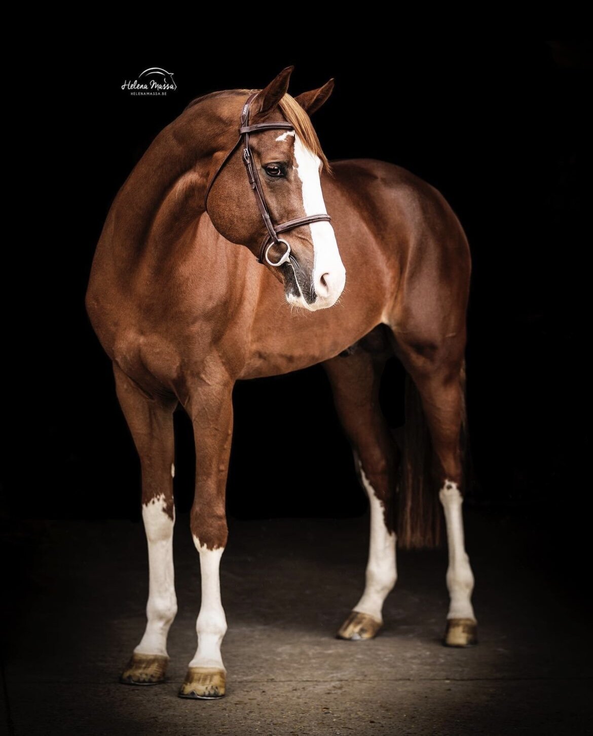 New stallion for 2024: Super star Ermitage Kalone - Willkommen auf der ...