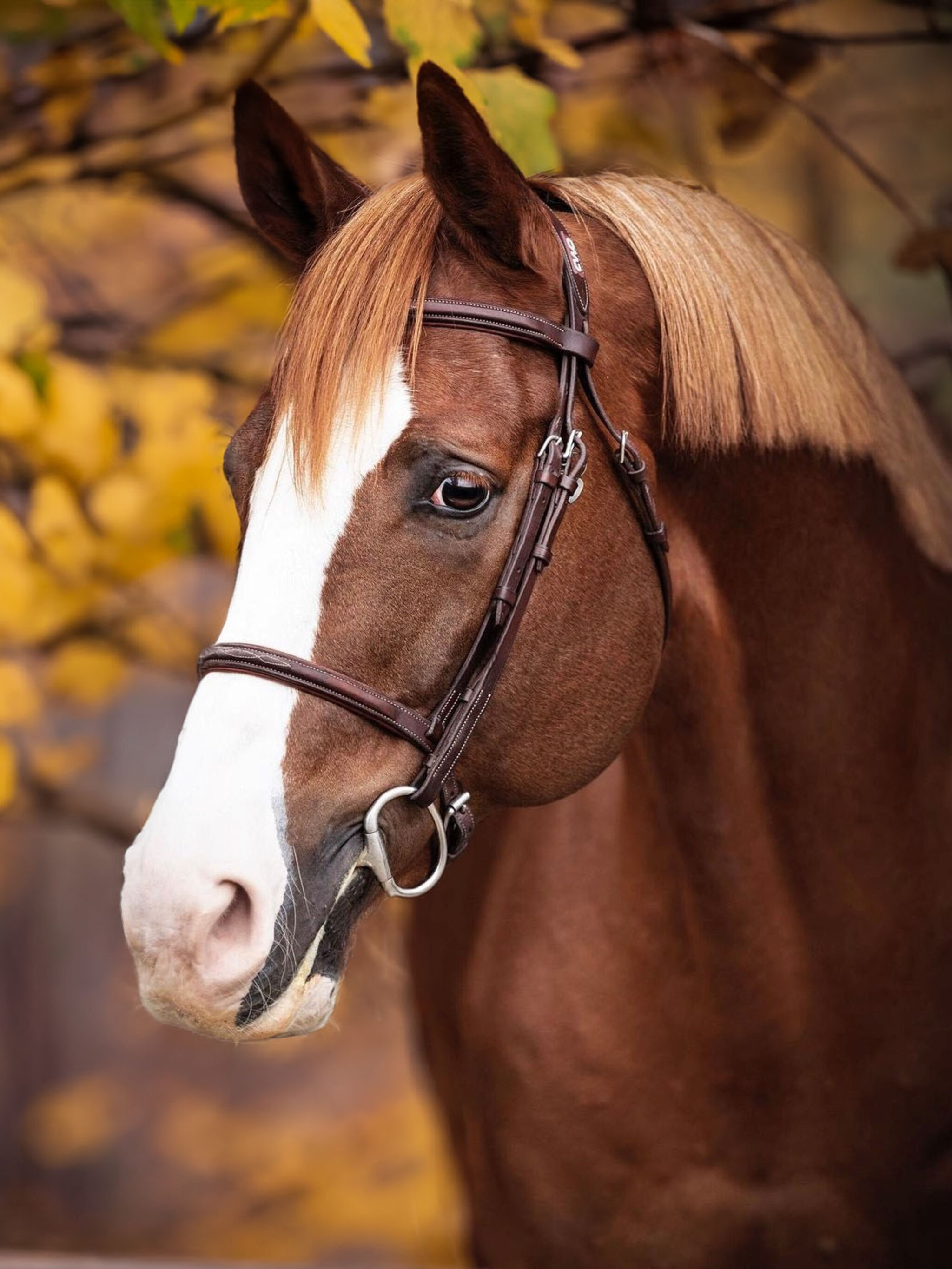 Ermitage Kalone - Willkommen auf der Hengststation Sosath | Hof Sosath