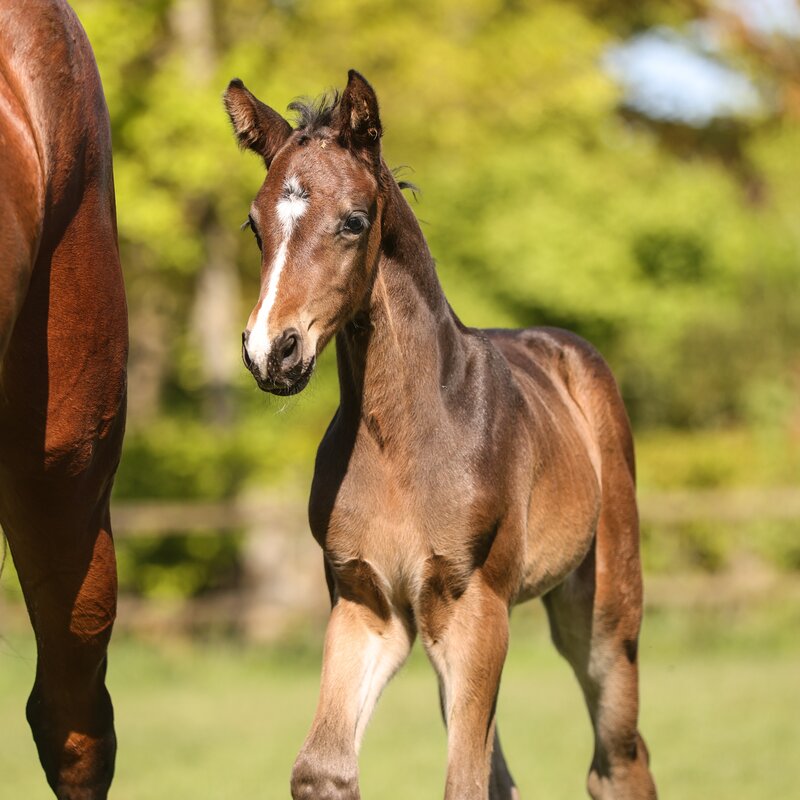 Ermitage Kalone - Willkommen auf der Hengststation Sosath | Hof Sosath
