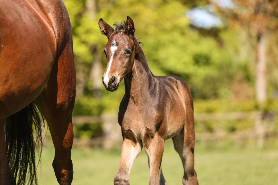 Ermitage Kalone - Willkommen auf der Hengststation Sosath | Hof Sosath