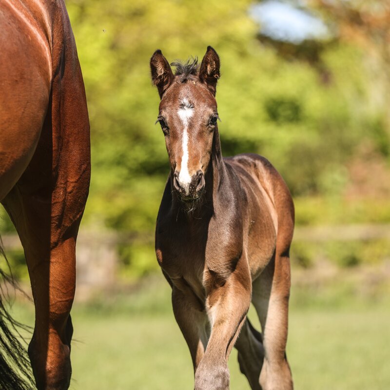 Ermitage Kalone - Willkommen auf der Hengststation Sosath | Hof Sosath