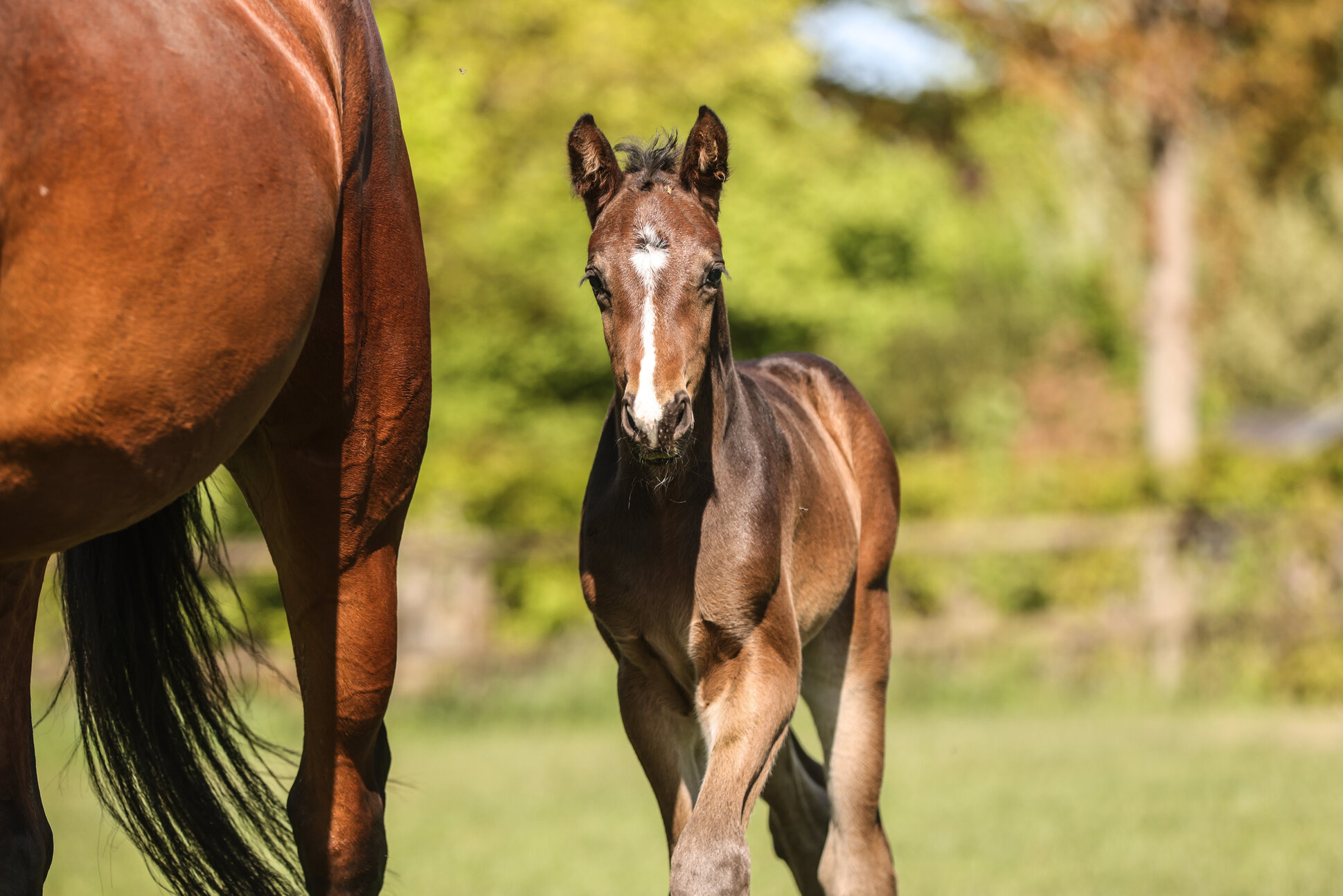 Ermitage Kalone - Willkommen auf der Hengststation Sosath | Hof Sosath