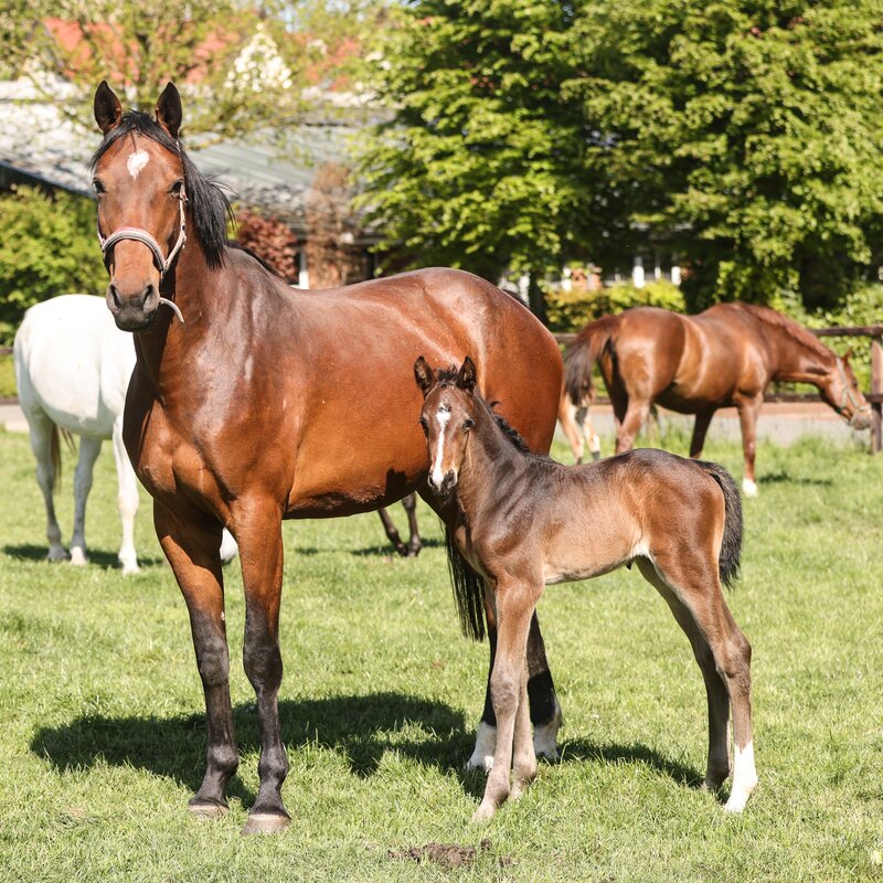 Ermitage Kalone - Willkommen auf der Hengststation Sosath | Hof Sosath