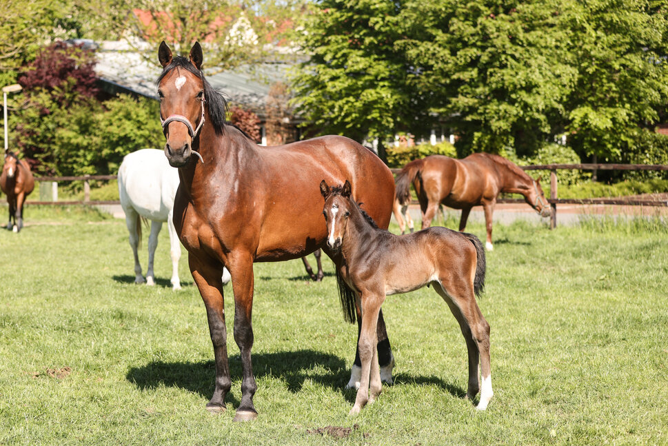 Ermitage Kalone - Willkommen auf der Hengststation Sosath | Hof Sosath