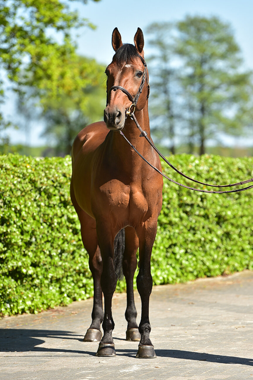 Finishing Touch Wareslage - Willkommen auf der Hengststation Sosath ...