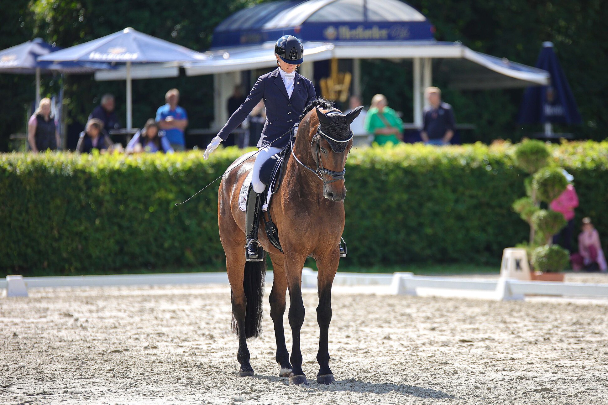 For Dance - Willkommen auf der Hengststation Sosath | Hof Sosath