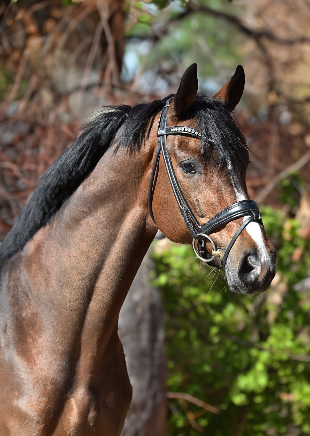 Verden highest priced stallion by Donkey Boss - Welcome to the Sosath ...