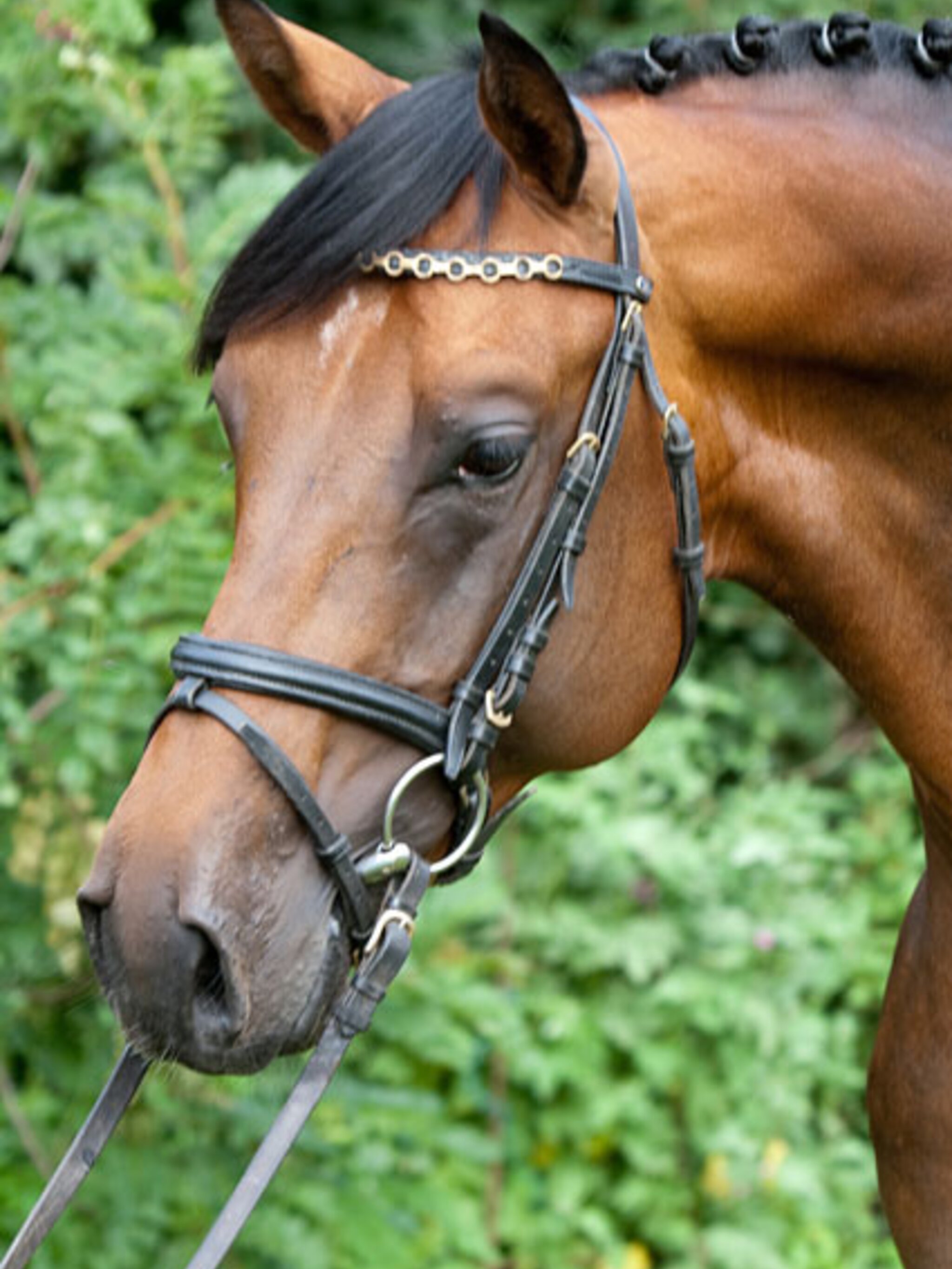 Lord Argentinus - Willkommen auf der Hengststation Sosath | Hof Sosath