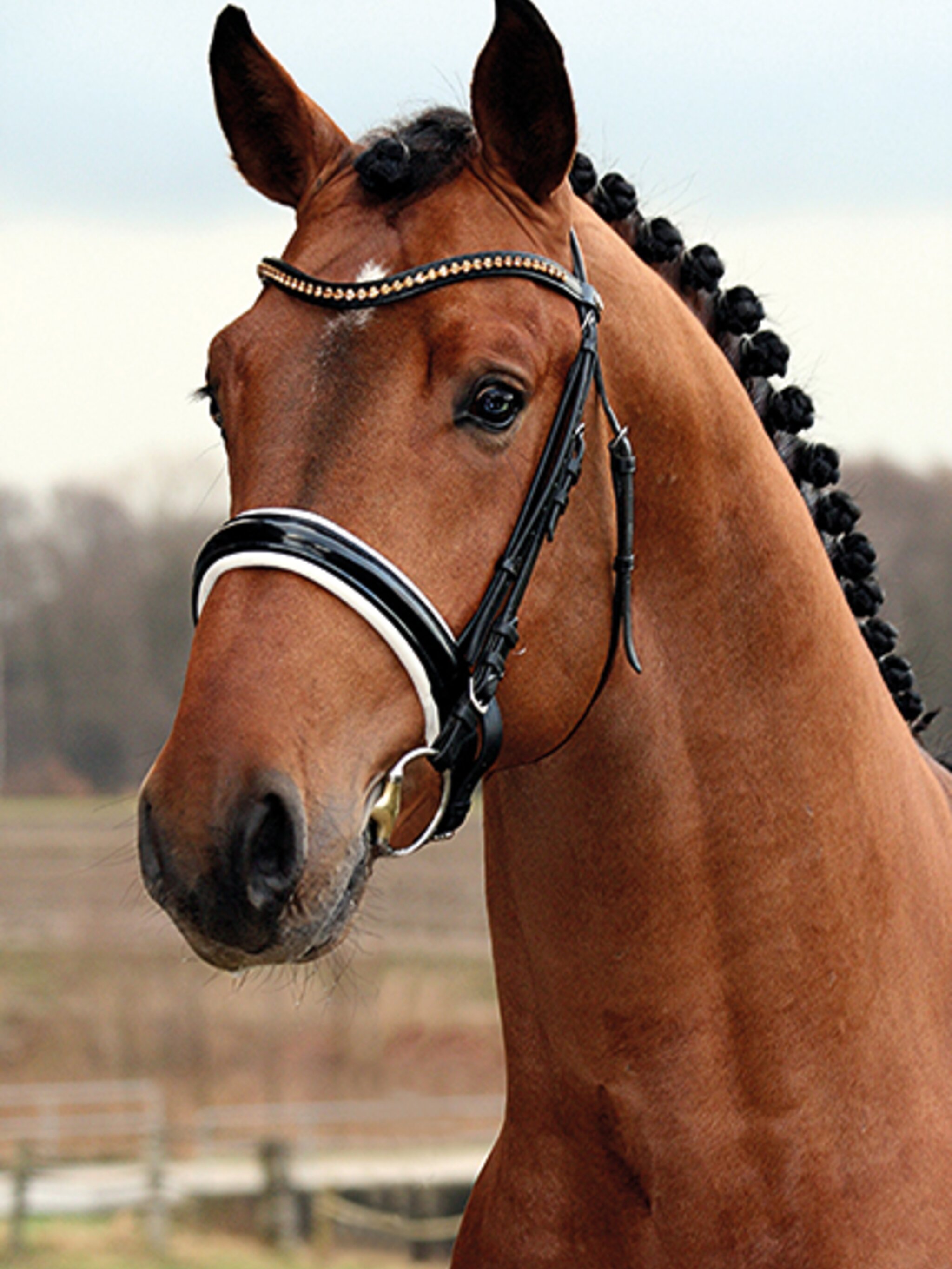 Lord Cassini - Willkommen auf der Hengststation Sosath | Hof Sosath