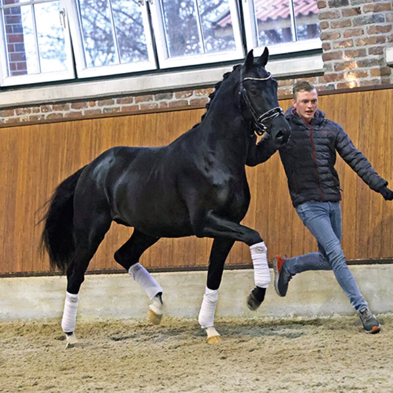 Prime Time - Willkommen auf der Hengststation Sosath | Hof Sosath