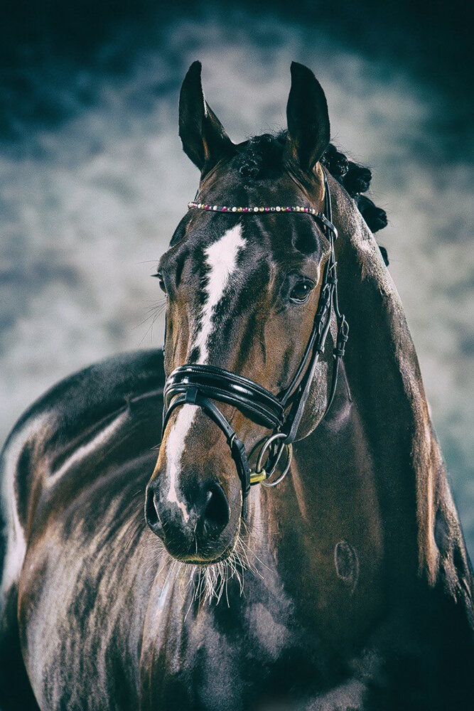 Spirit of the age OLD - Willkommen auf der Hengststation Sosath | Hof ...
