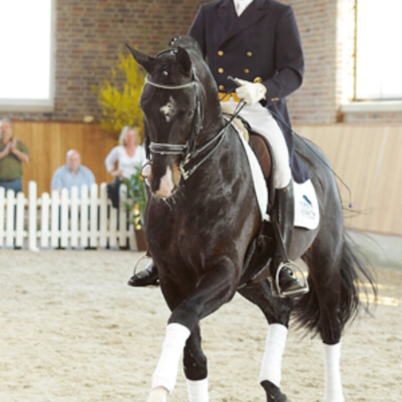 Stedinger - Willkommen auf der Hengststation Sosath | Hof Sosath