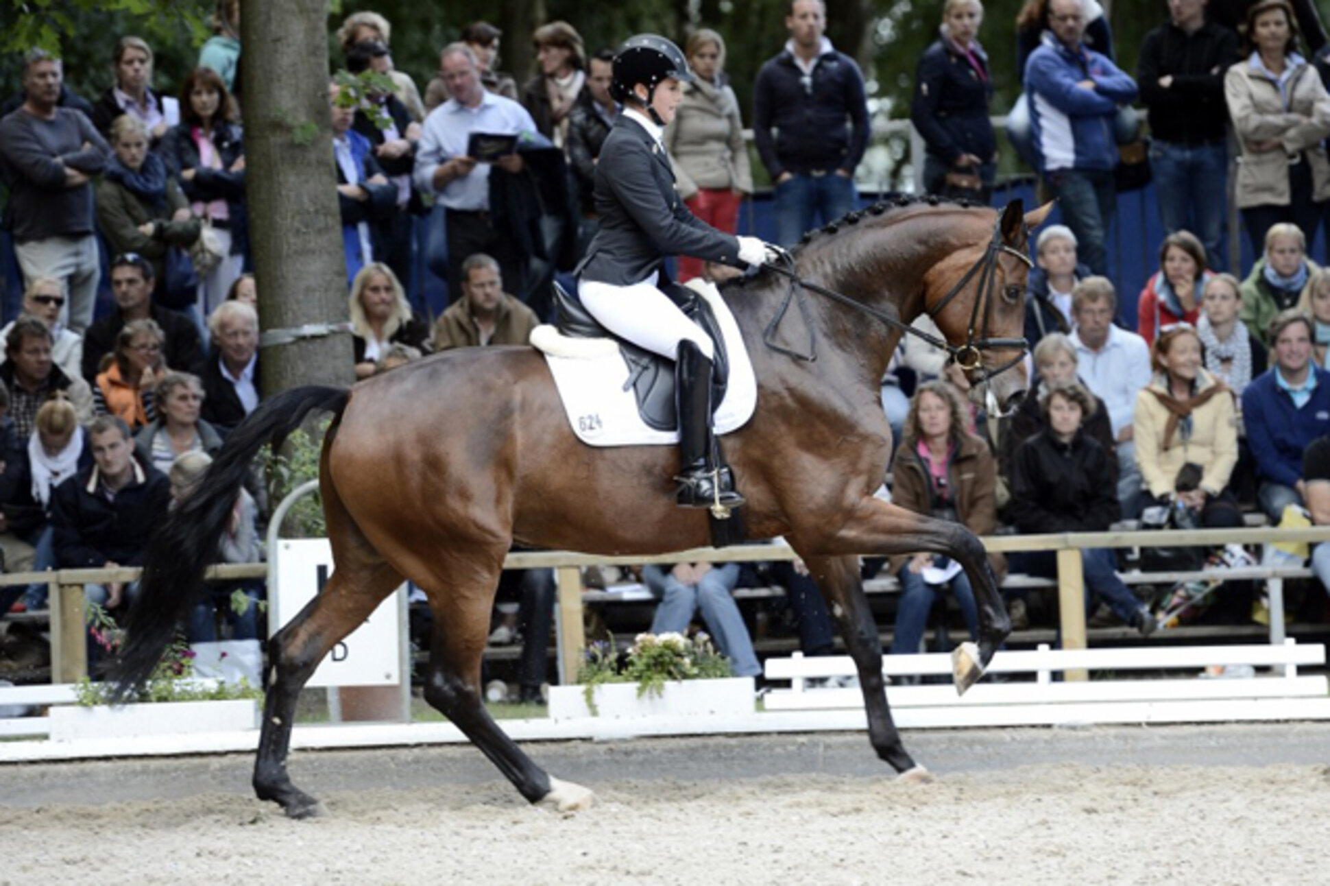 Stedinger - Willkommen auf der Hengststation Sosath | Hof Sosath