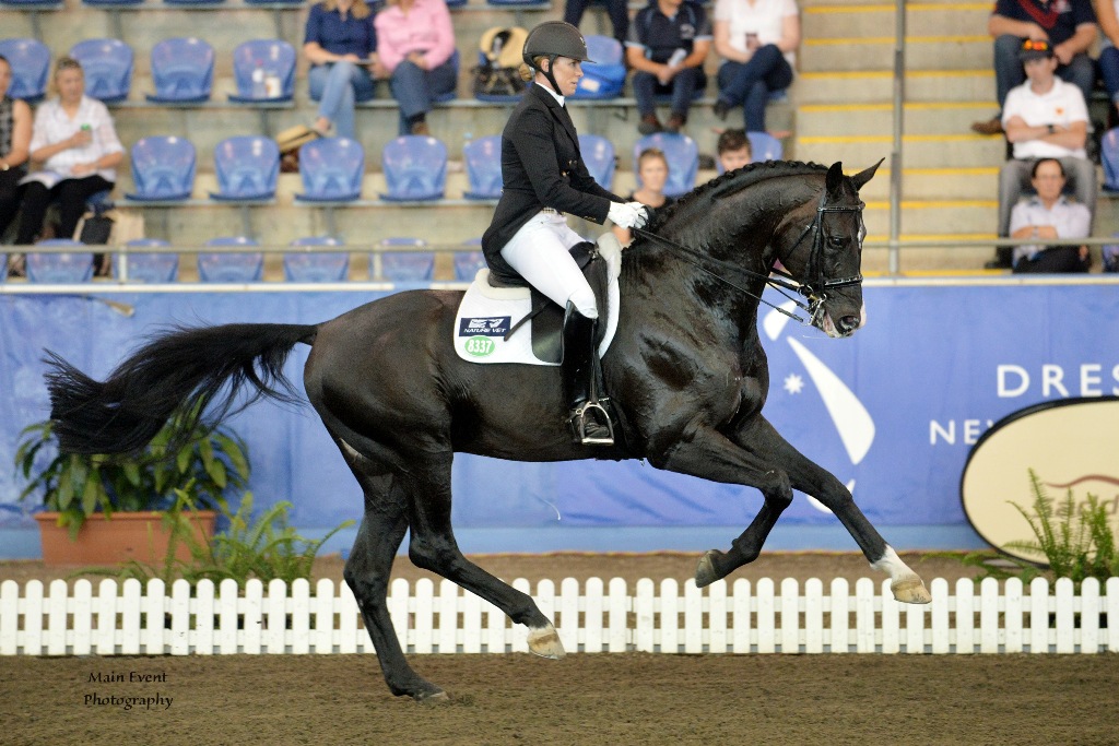 Stedinger - Willkommen auf der Hengststation Sosath | Hof Sosath